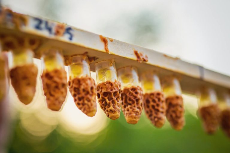 Queen Bee: Facts & Curiosities of the Queen Honey Bee